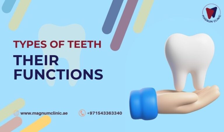 Different Types Of Teeth And Their Functions | Magnum Clinic