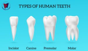 Different Types Of Teeth And Their Functions | Magnum Clinic