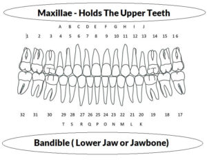 Tooth Chart - Tooth numbers and Name Chart for Adults & Children
